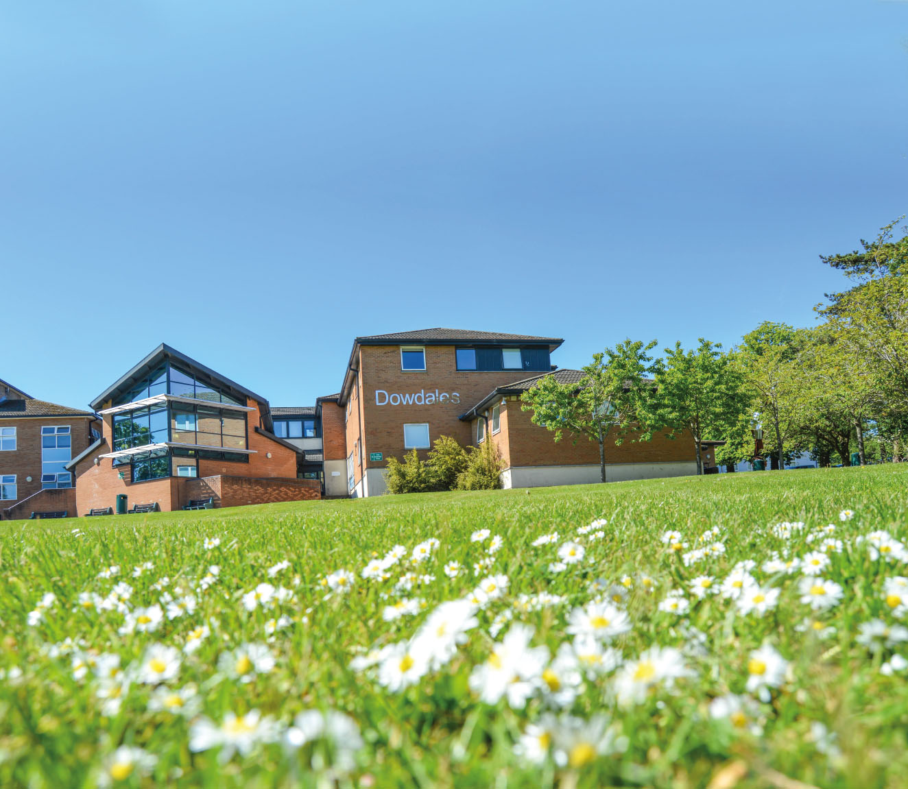 Dowdales daisy photo – Dowdales School